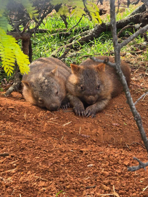 Co-existing with Wild Wombats in Australia | Wombatised