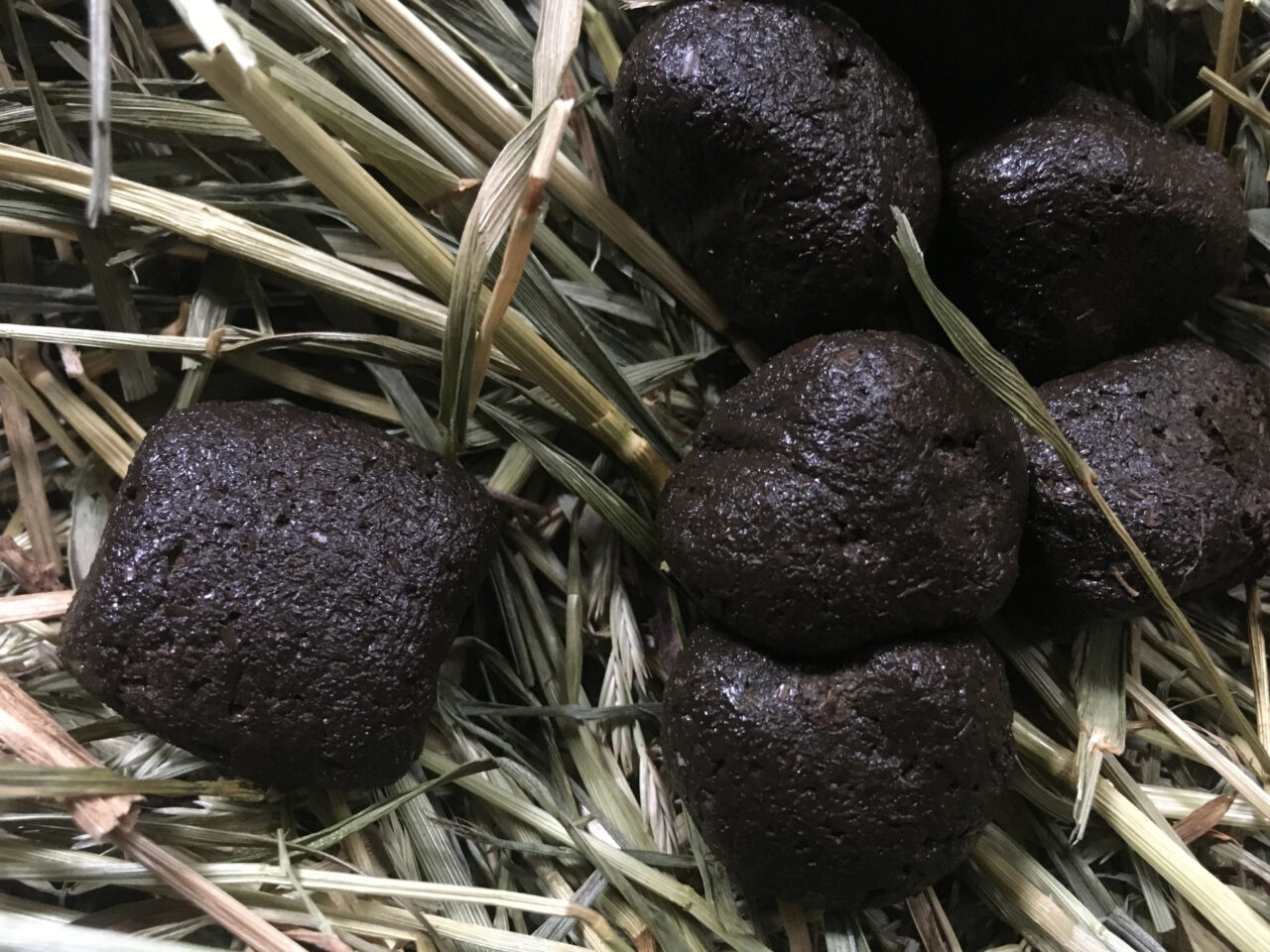 The truth about Wombat Poo | Wombatised